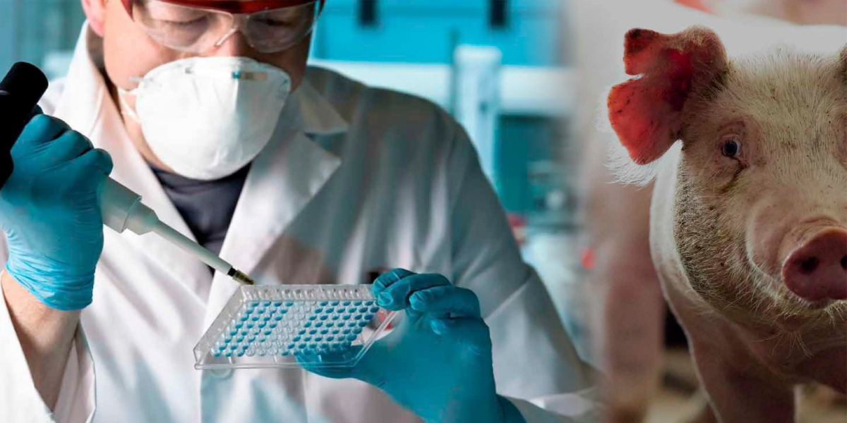 Un nuevo Elisa y qPCR para PCV2 - BM Editores