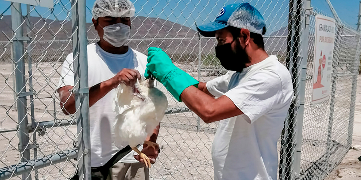Levanta Senasica cuarentena interna a la avicultura de Sonora - BM Editores