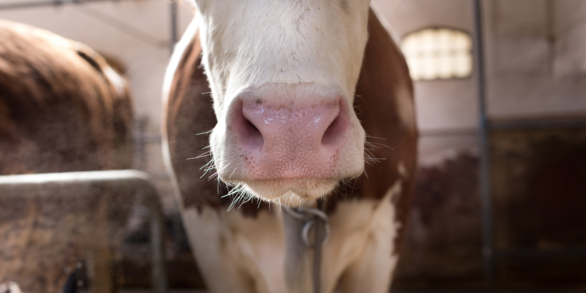Presencia de Rinotraqueitis Bovina Infecciosa en unidades de producción ...