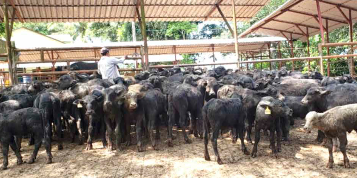 Estrategias novedosas de destete sin detrimento de la productividad y bienestar animal del ...