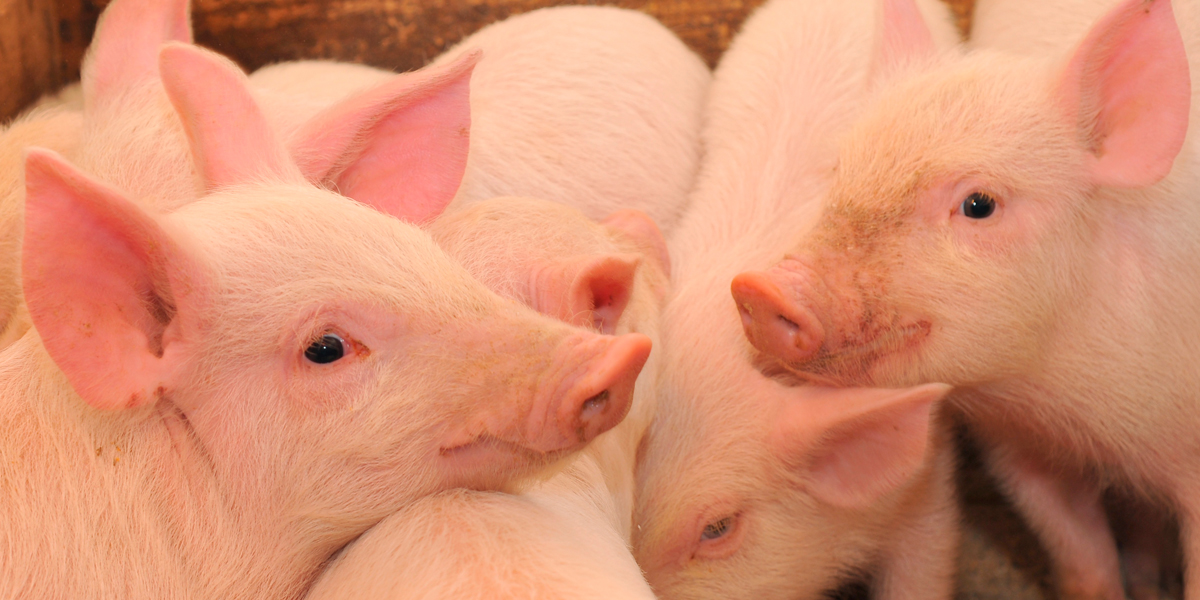 Efecto sobre el peso al destete y la homogeneidad de los lechones - BM ...