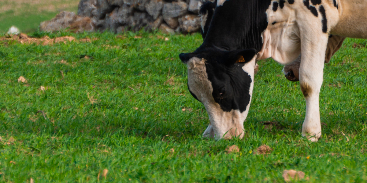 Micotoxinas en vacas lecheras: el papel del rumen - BM Editores