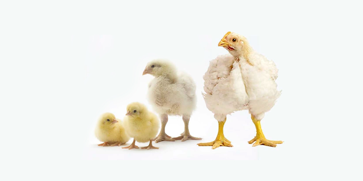 Varium® - BM Editores