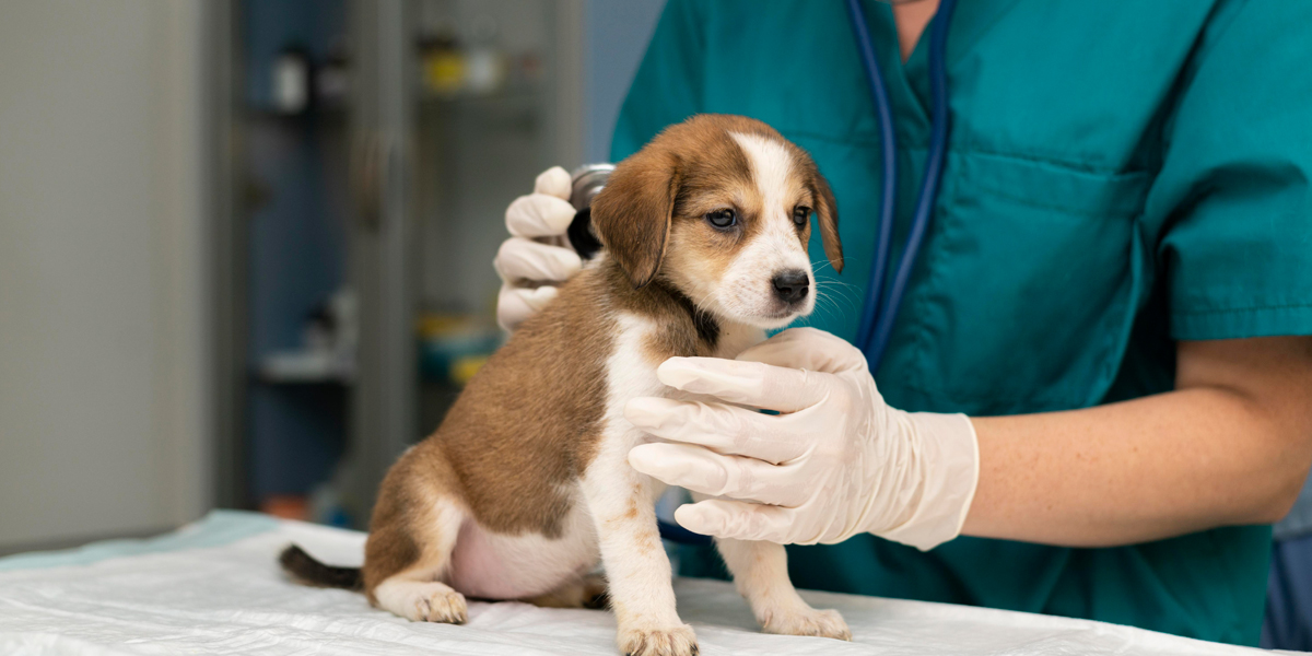 Respalda Senado reforma para establecer veterinarias públicas - BM Editores