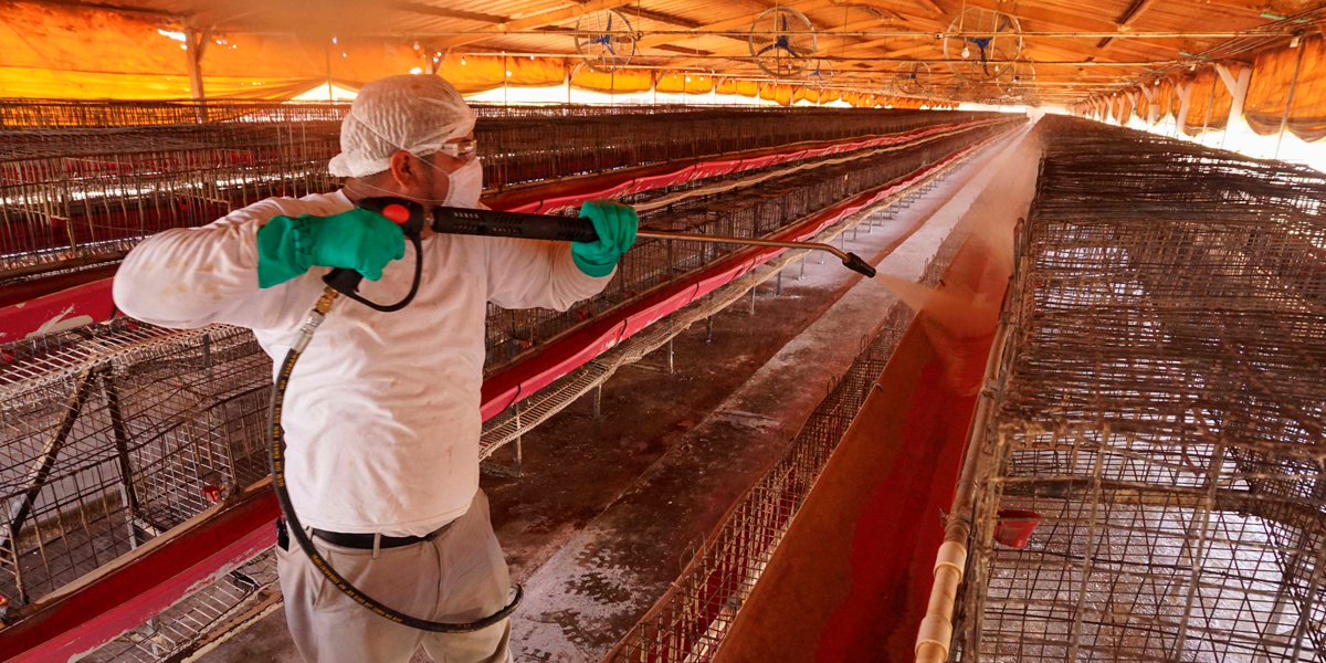 Activa SENASICA el DINESA para proteger a la avicultura nacional - BM Editores