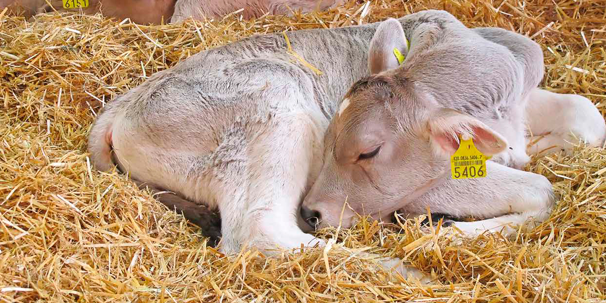 Caracterización y evolución del subsector del engorde de terneros en ...