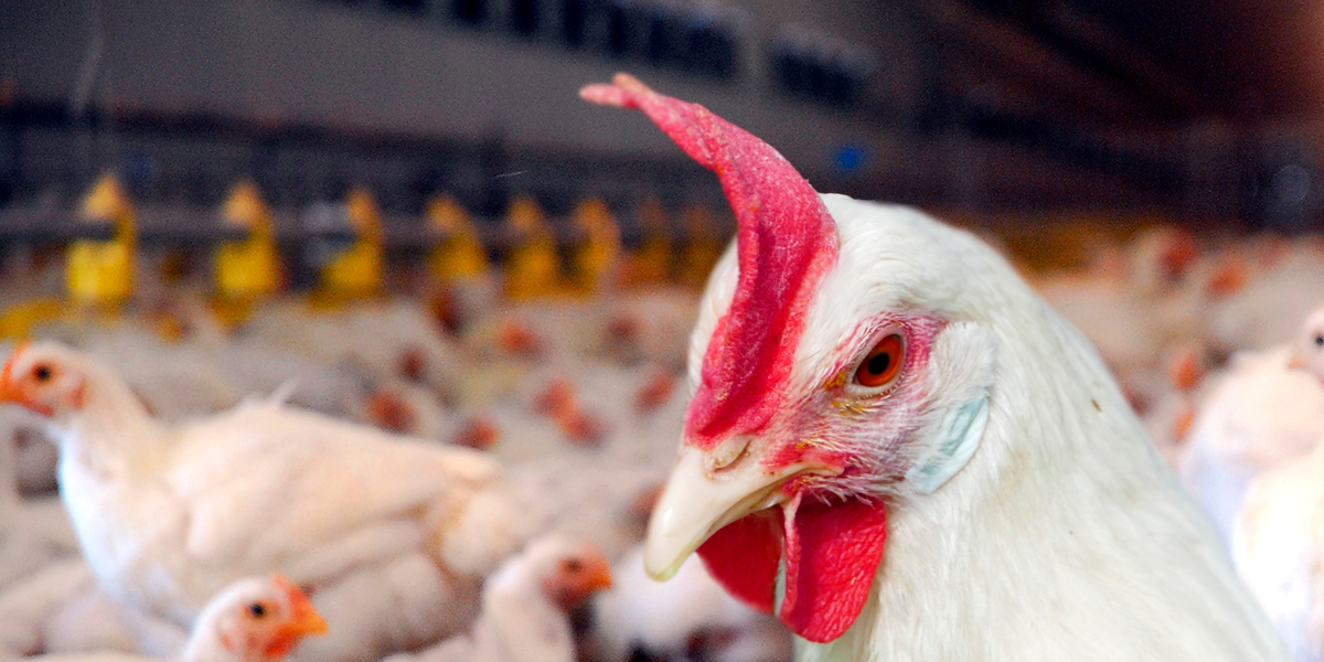 Influencia del PIDOLin PCa en reproductoras pesadas - BM Editores