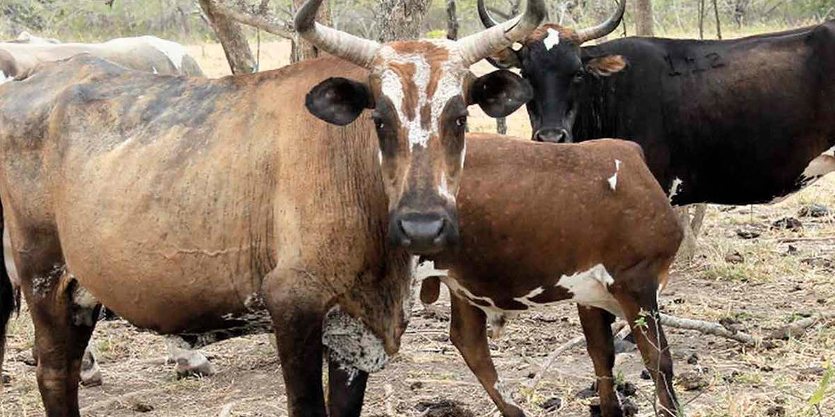 El ganado bovino criollo coreño del occidente de México - BM Editores