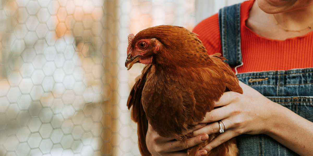 El Dr. Mateo Itza, presenta su libro enfocado en Avicultura - BM Editores