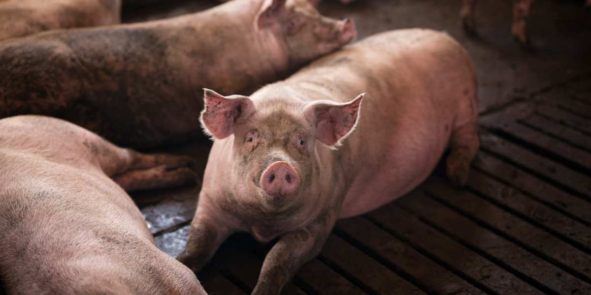 Se publica convenio referente a granjas porcícolas en Yucatán - BM Editores