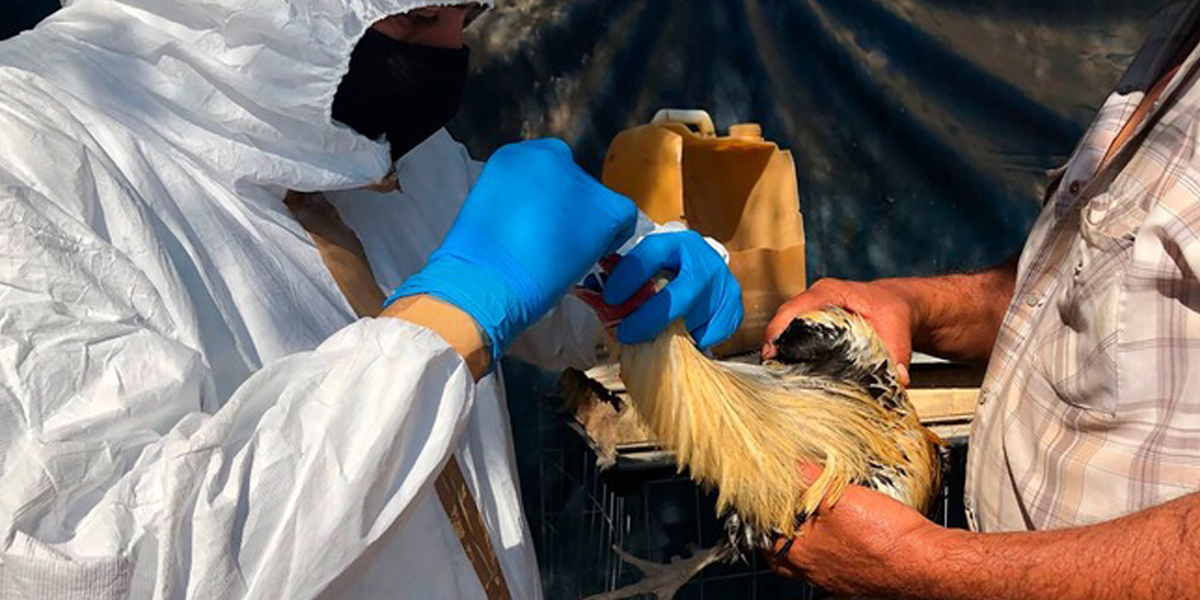 Registra influenza aviar AH5N2 de alta patogenicidad una unidad de ...