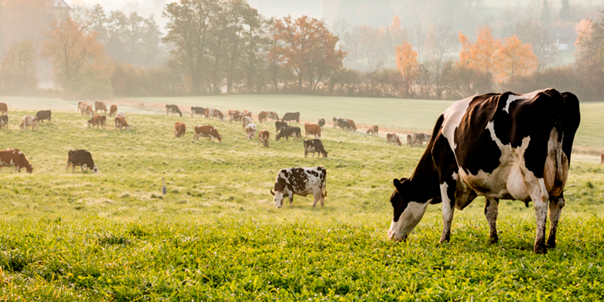 Importancia del pH y el balance en el rumen - BM Editores