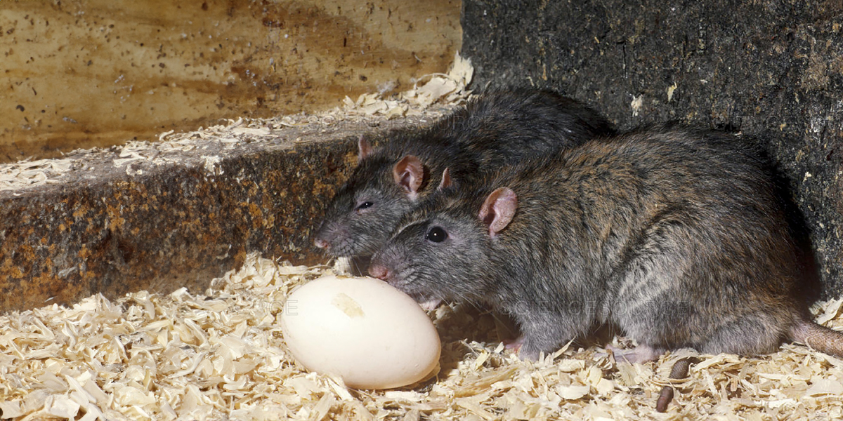 Suministros Para El Control De Roedores Casa De Los Insecticidas Venta