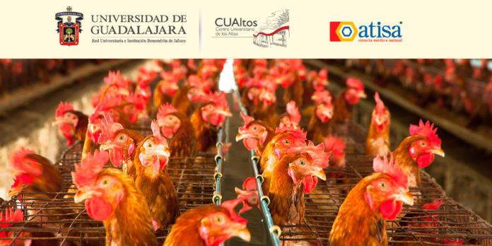 Sistemas de producción avícola - BM Editores