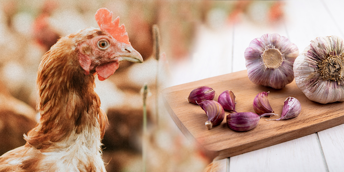 Pollos Morados Póster For Sale Con La Obra «Pollo Marrón Con