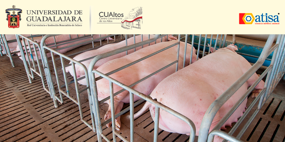 De las aulas a la producción porcícola - BM Editores