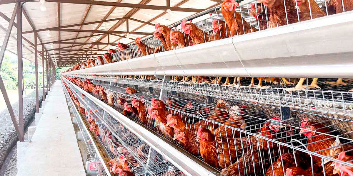 THERMOFLEX BPEC: Revolucionando el Confort en la Avicultura - BM Editores