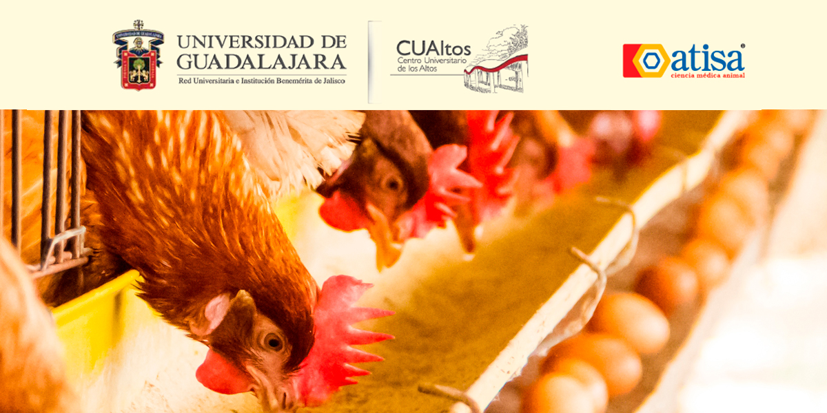 Un paseo por la avicultura - BM Editores