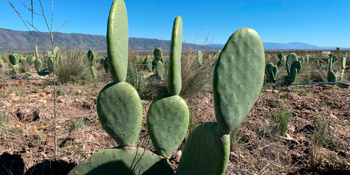Pone en marcha CONAZA proyecto de nopal para alimento pecuario - BM ...