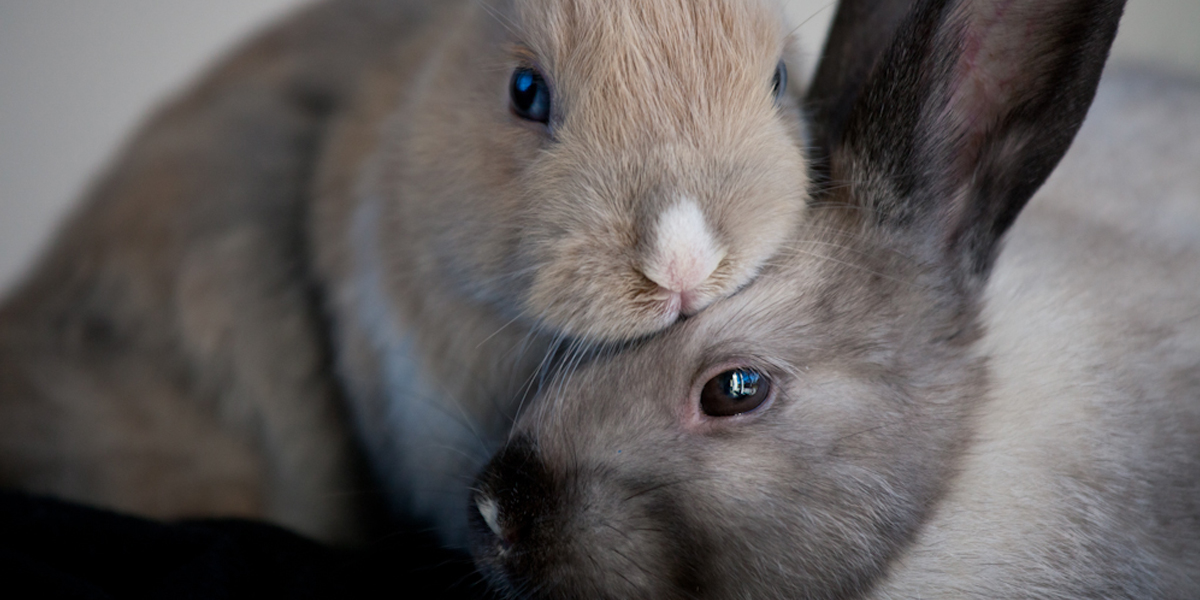Enfermedad Hemorrágica del Conejo - BM Editores