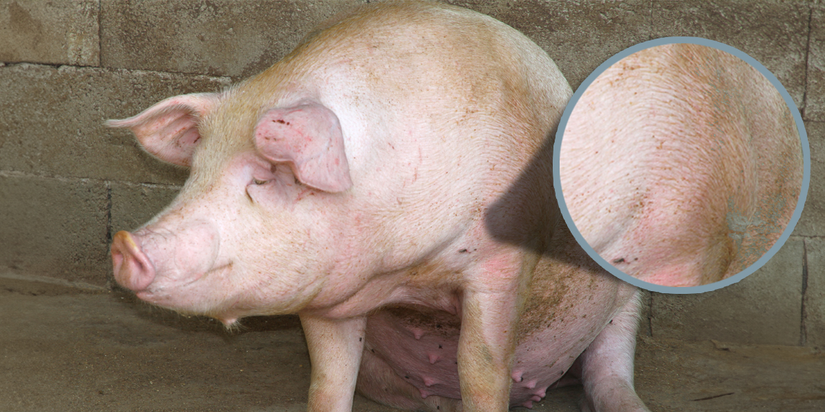 Tecnopatías úlceras de hombro en las cerdas V - BM Editores