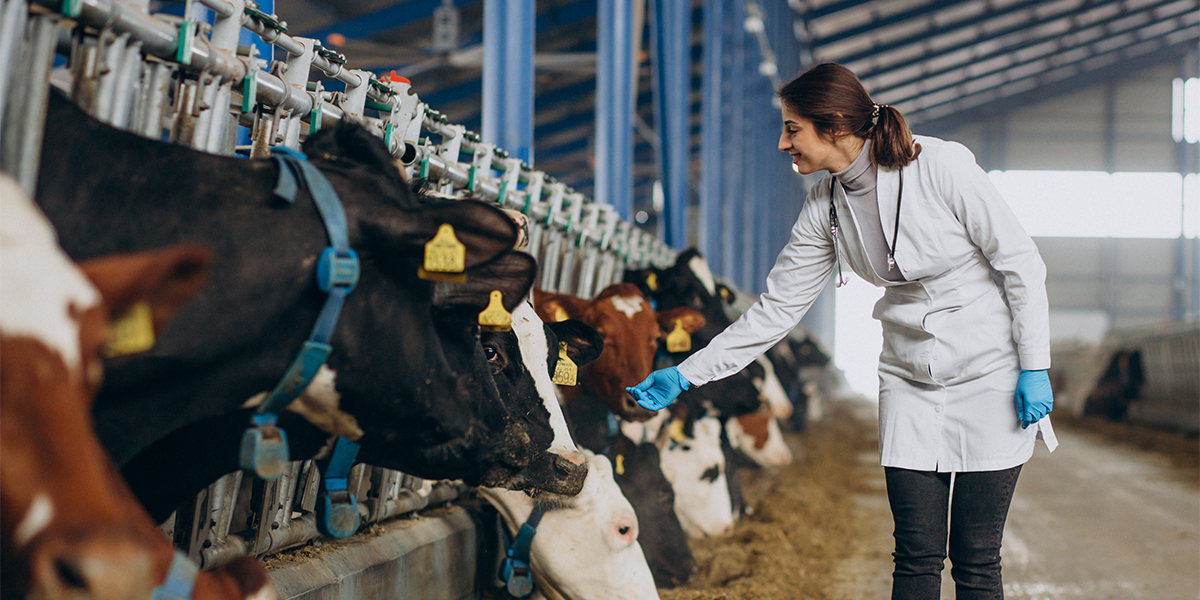 ¿Es posible un control genético en la leucosis enzoótica bovina? - BM ...