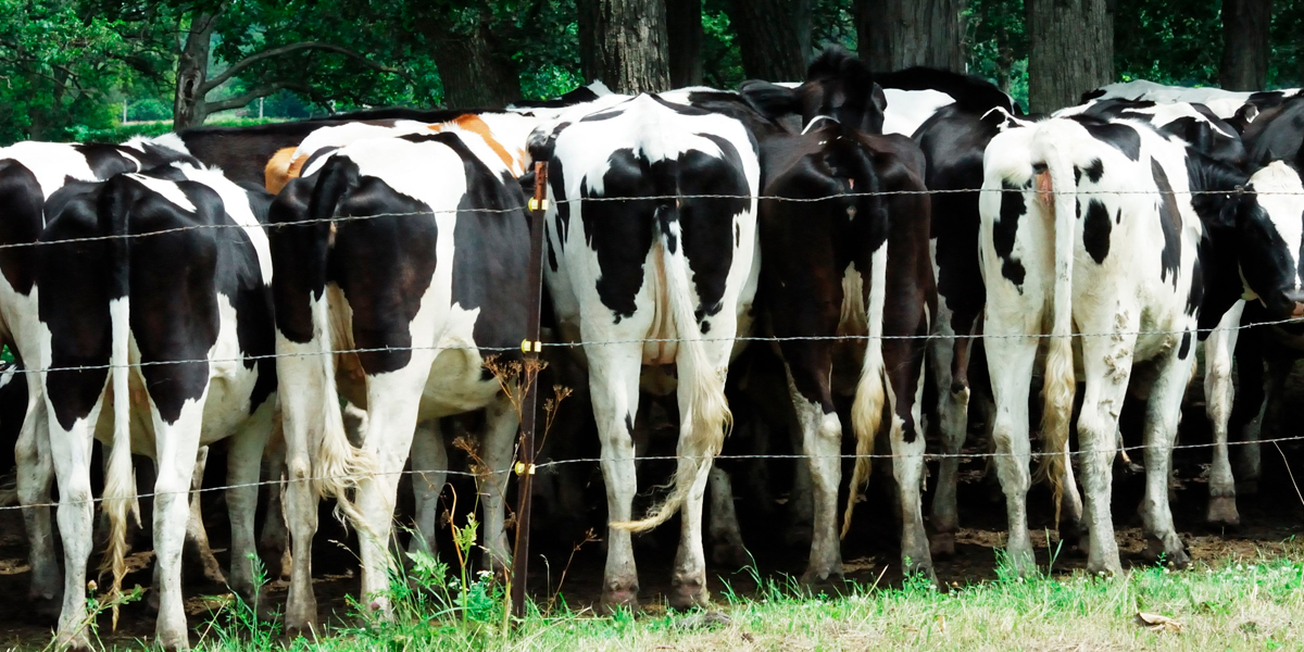 La metritis y su repercusión en la reproducción de la vaca - BM Editores