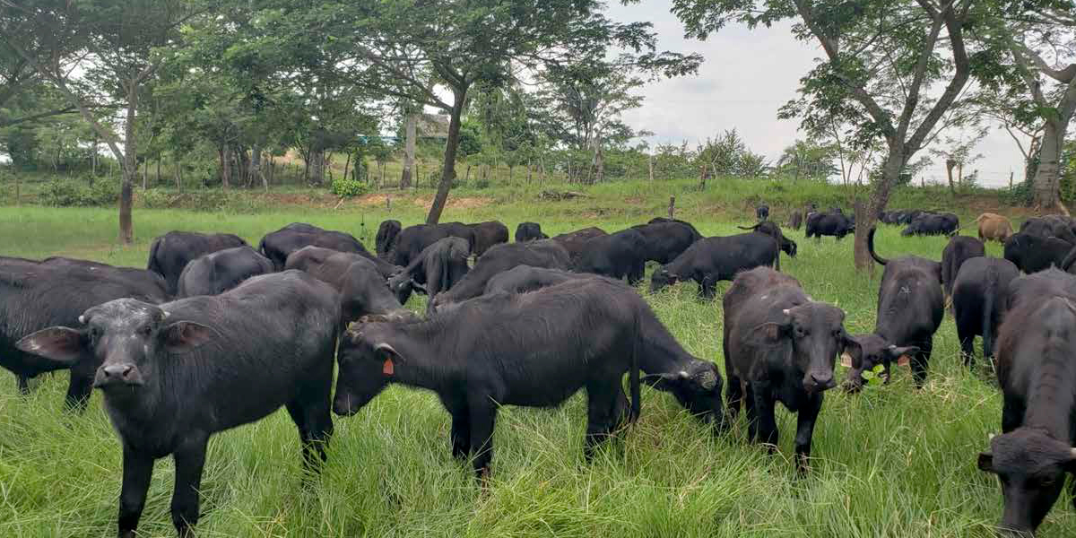 La concepción agroecológica en la ganadería bufalina - BM Editores