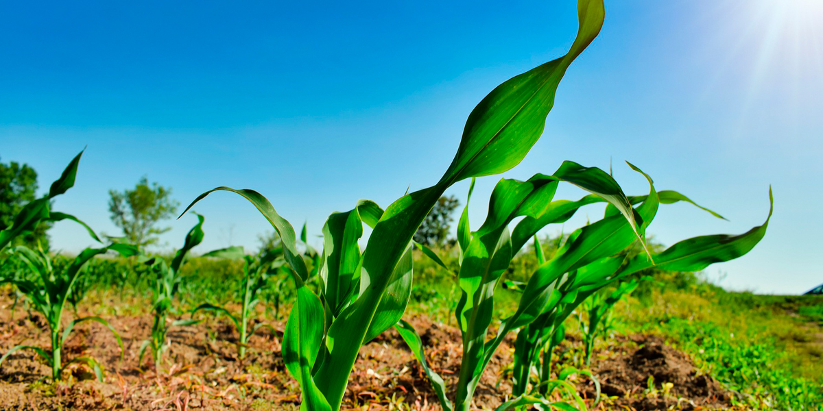 Con nueva marca Corteva Biologicals se perfila como aliado en el campo ...
