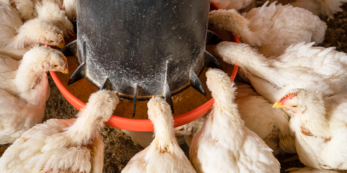 La herramienta clave para mejorar la producción del pollo de engorda ...