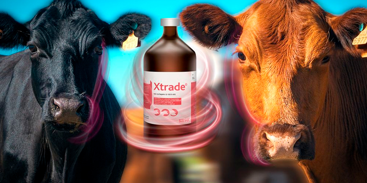 Vitaminas en el Ganado Bovino: Su importancia y las consecuencias de su carencia - BM Editores