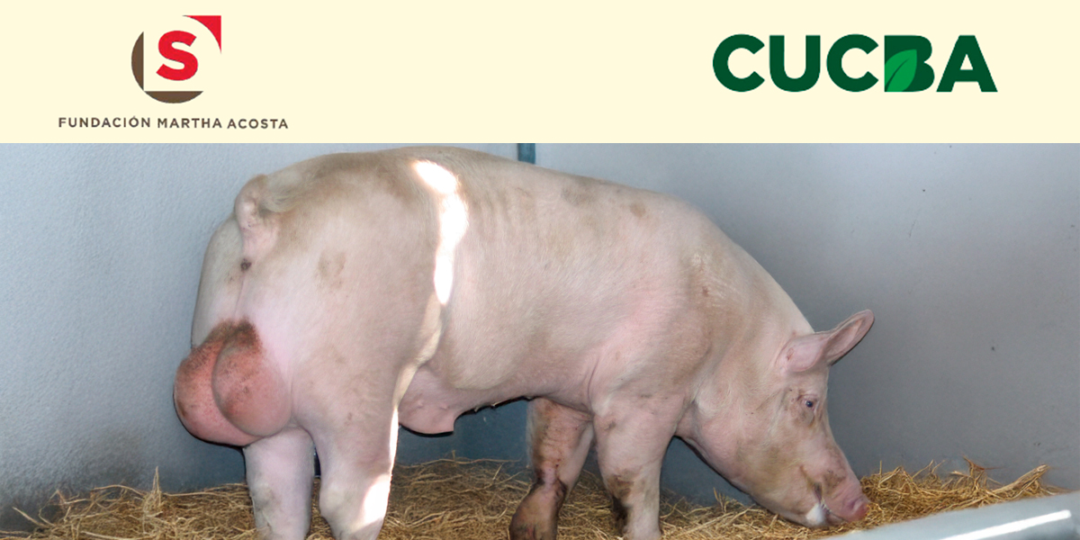 Correlación entre el grado de aglutinación y su lectura de concentración en semen de cerdo ...