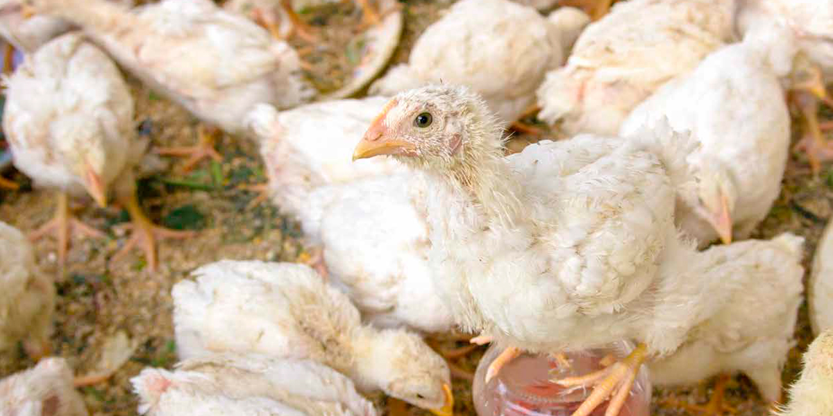 Diarrea en pollos de engorde: ¿qué debes saber? - BM Editores