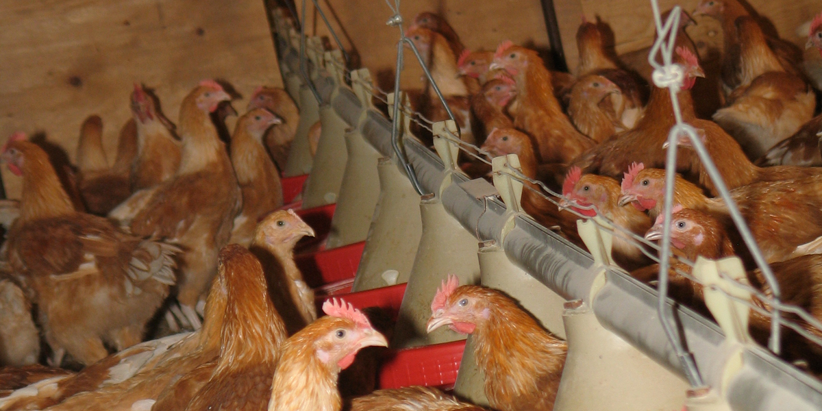 La avicultura orgánica en México - BM Editores