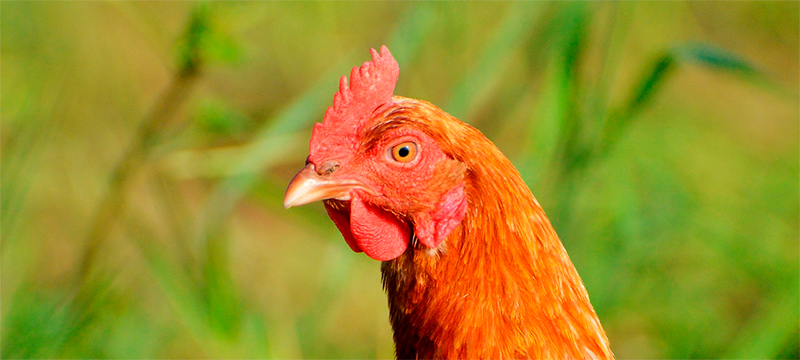 La avicultura orgánica en México - BM Editores