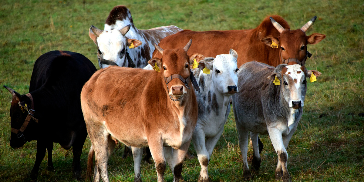 Confirma CNOG apertura de primeras cuarentenarias para exportación de ...