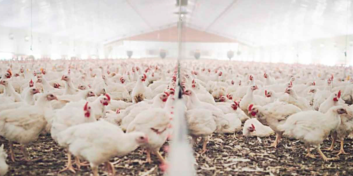 Iluminación en avicultura - BM Editores