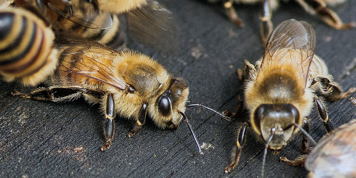 Biología y comportamiento de las abejas melíferas - BM Editores
