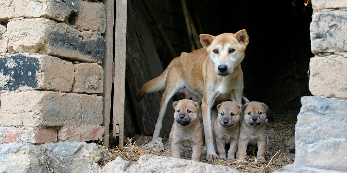 Inicia análisis sobre ley general sobre bienestar animal - BM Editores