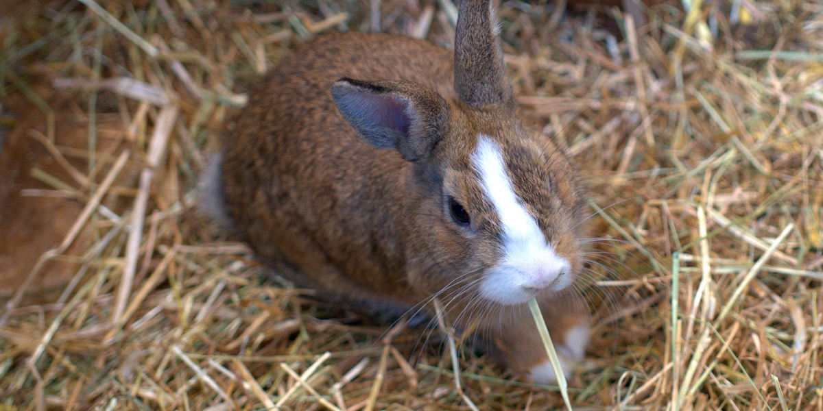 La iluminación del conejar - BM Editores