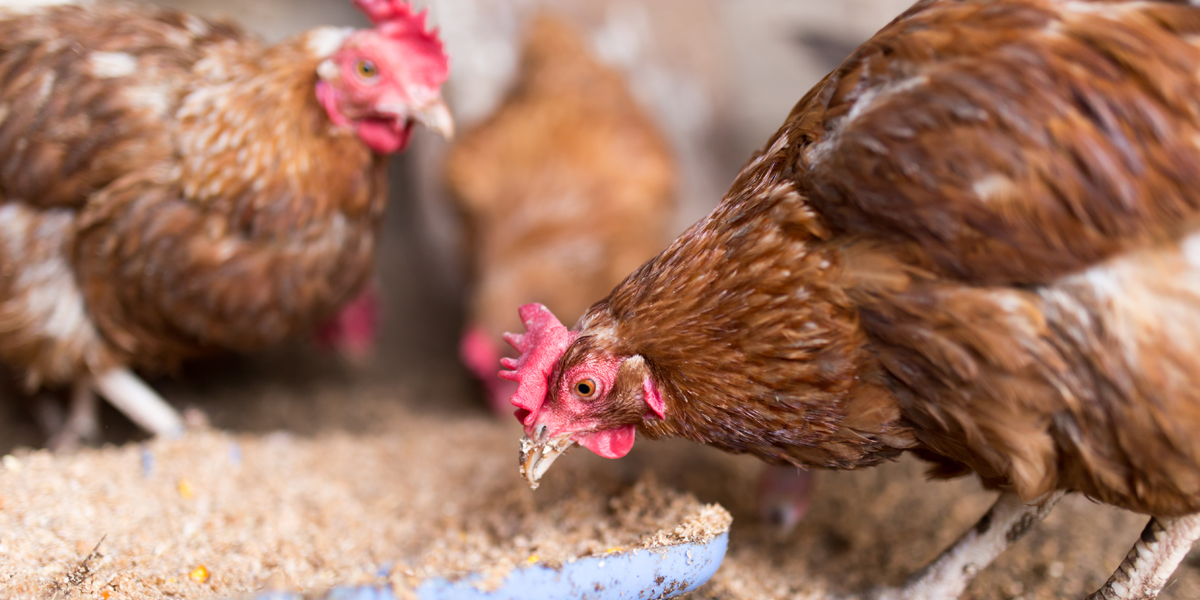 Los 5 Tipos De Gallinas Ponedoras Que Debes Conocer Ya