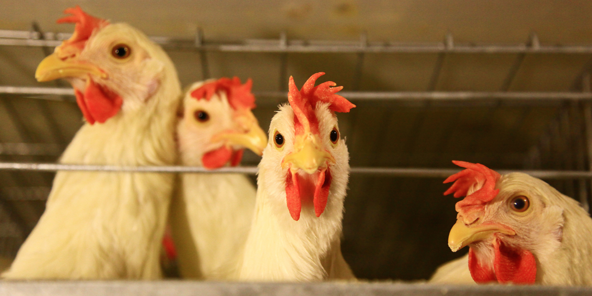 Parasitos en Avicultura - BM Editores