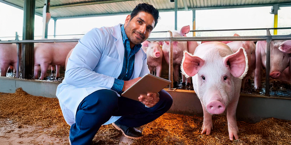 El cerdo: un ser curioso y extremadamente necesario - BM Editores