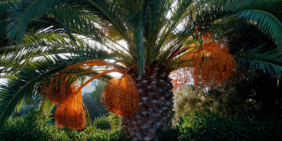 México será sede de la 4ª Edición Internacional de Palma Datilera - BM ...