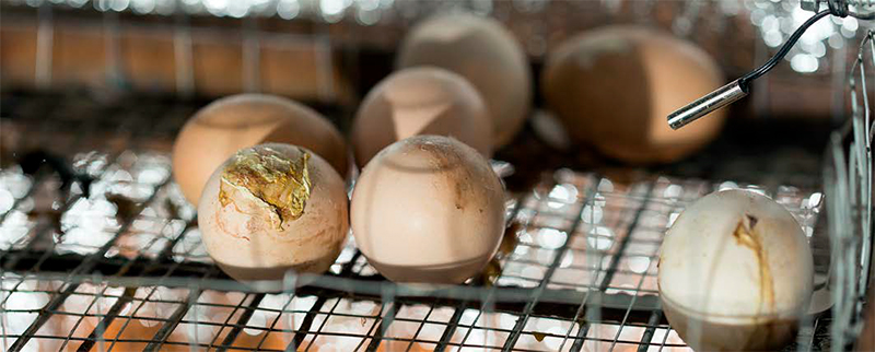 Contaminación bacteriana en huevos - BM Editores