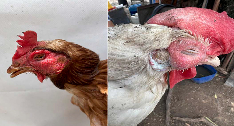 Coriza infecciosa aviar: una amenaza controlable - BM Editores