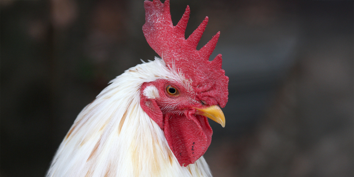 Coriza infecciosa aviar: una amenaza controlable - BM Editores