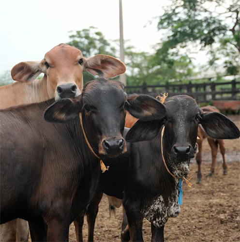 SOMEX + HIFOS: Una alianza que nutre el futuro - BM Editores