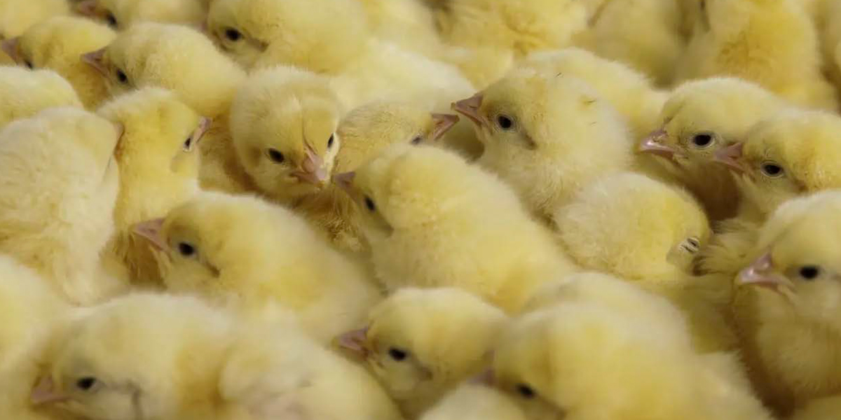 Control de calidad de los pollitos - BM Editores