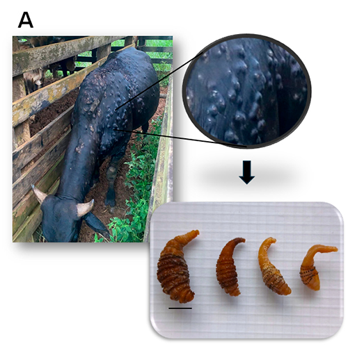 Miasis: Clasificación, agentes causales y daños al ganado - BM Editores